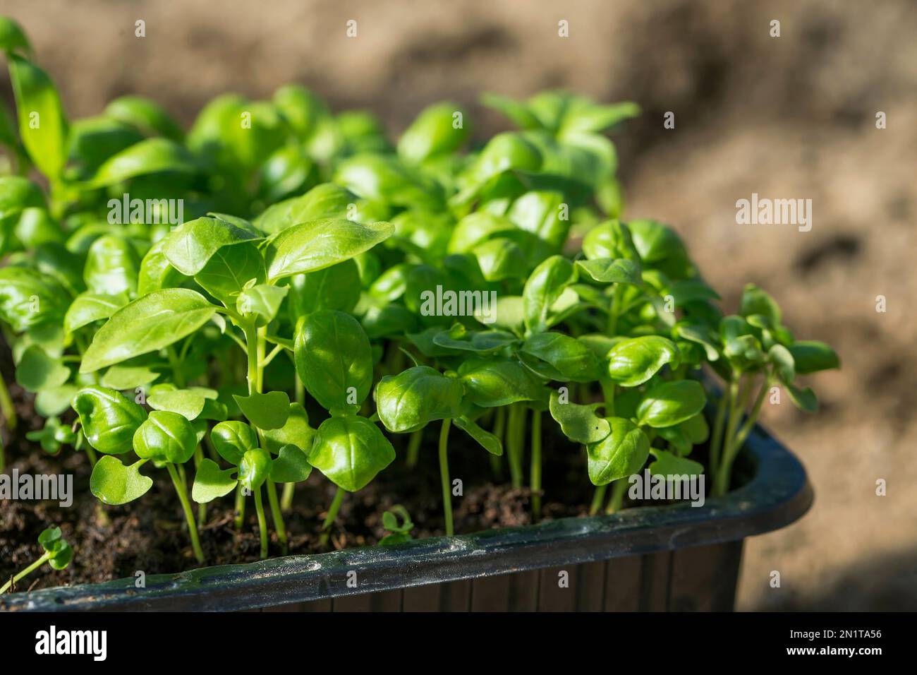 Fresh basil seedling in the green house, fresh aromatic herb, Ocimum ...