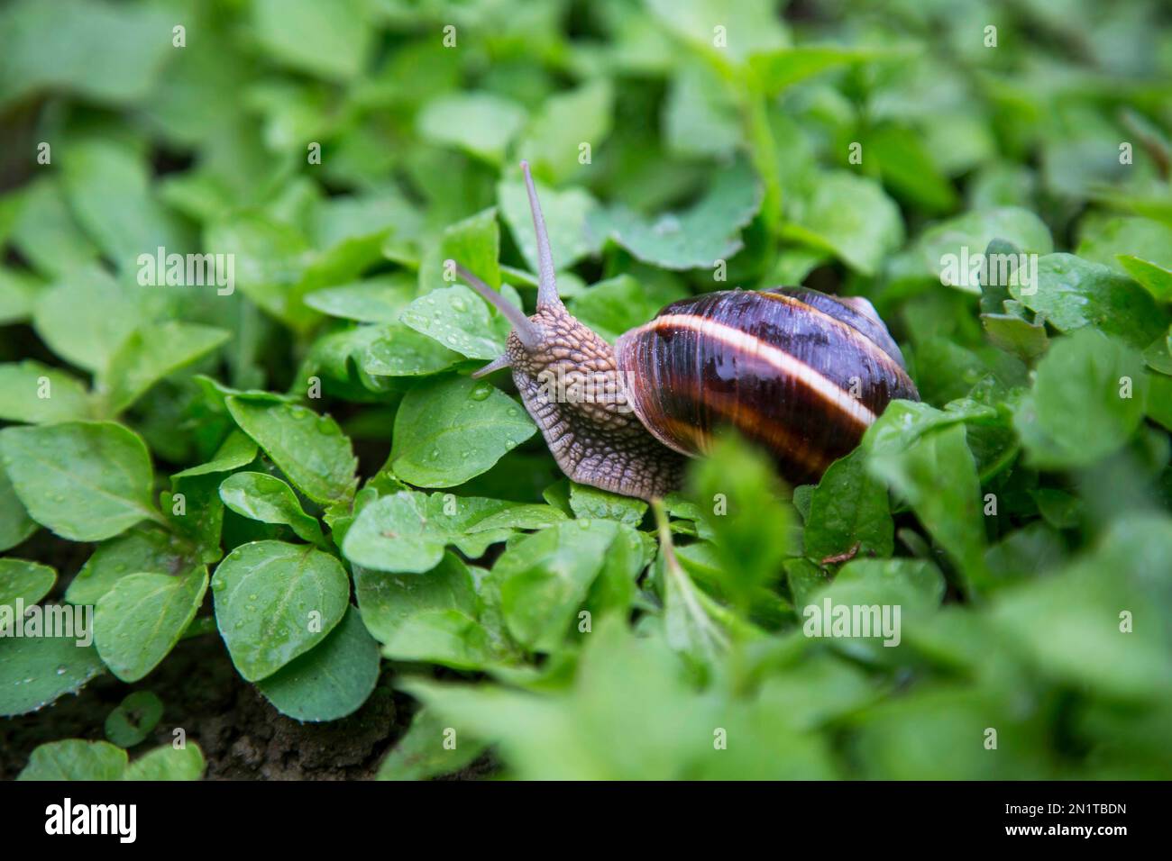 Wet sloth hi-res stock photography and images - Alamy