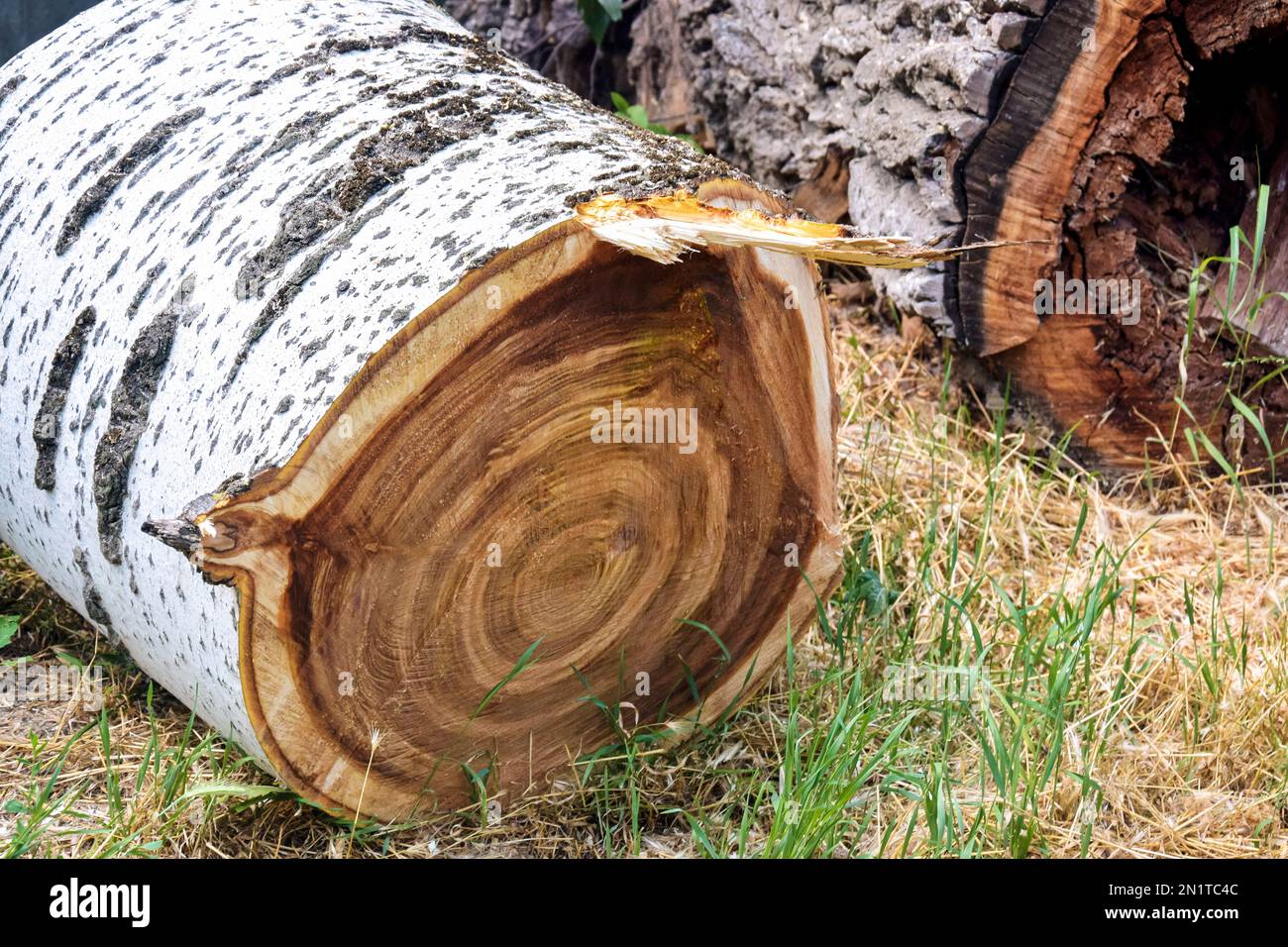 Annual rings of sawn tree. Trunk of old poplar tree, sawn into pieces ...