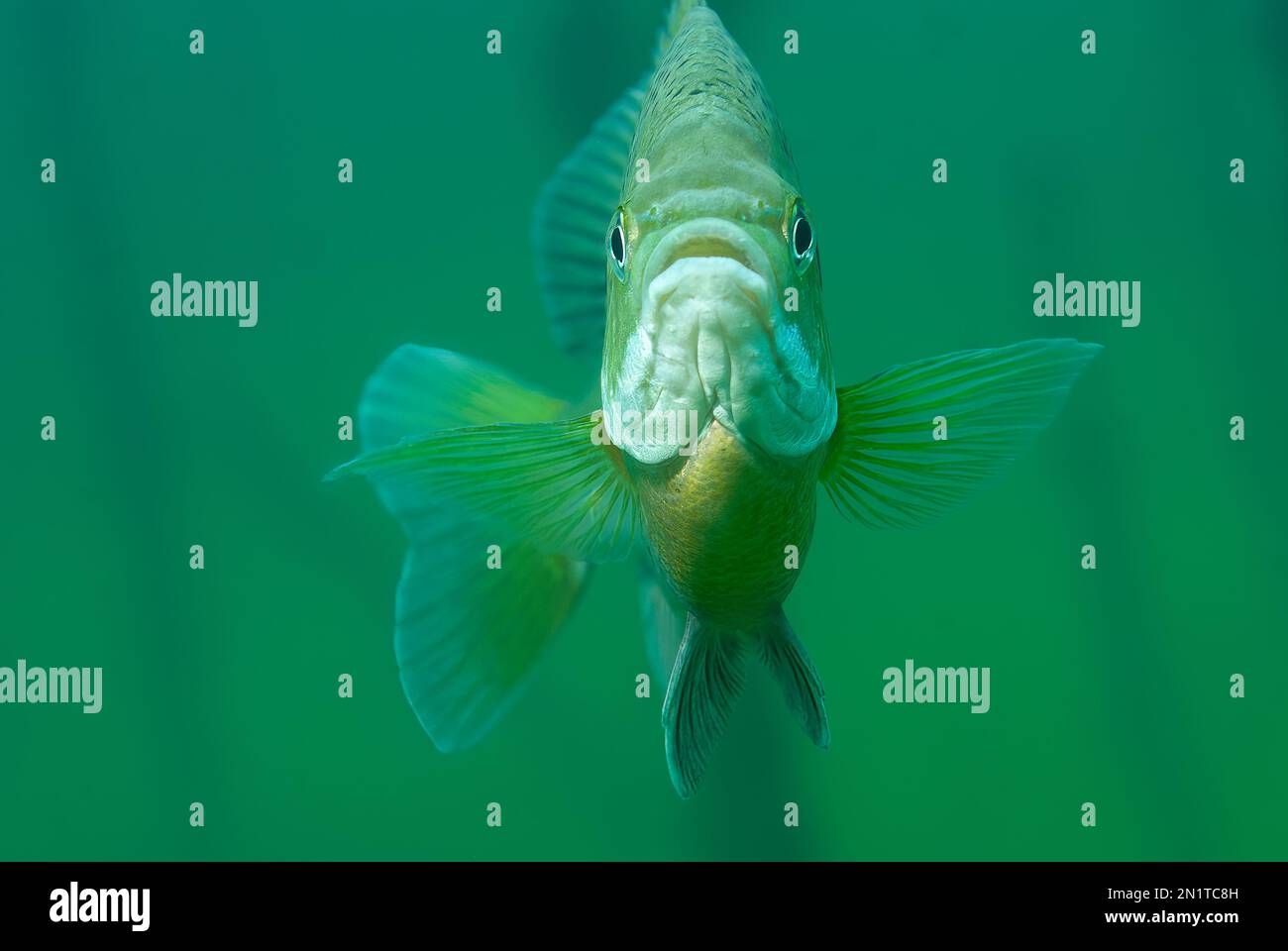 Frontal close-up view of a hovering inquisitive bluegill with fins ...