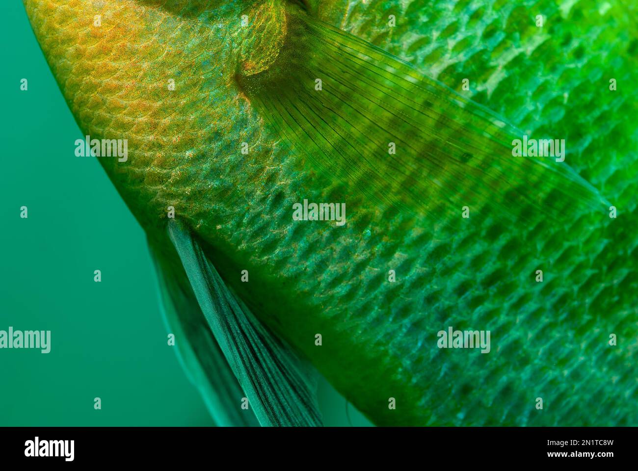 Extreme close-up of the side of a bluegill scales and fins Stock Photo ...