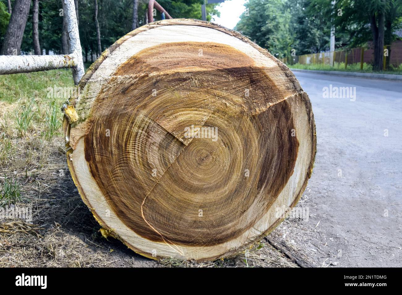 Annual rings of sawn tree. Trunk of old poplar tree, sawn into pieces ...
