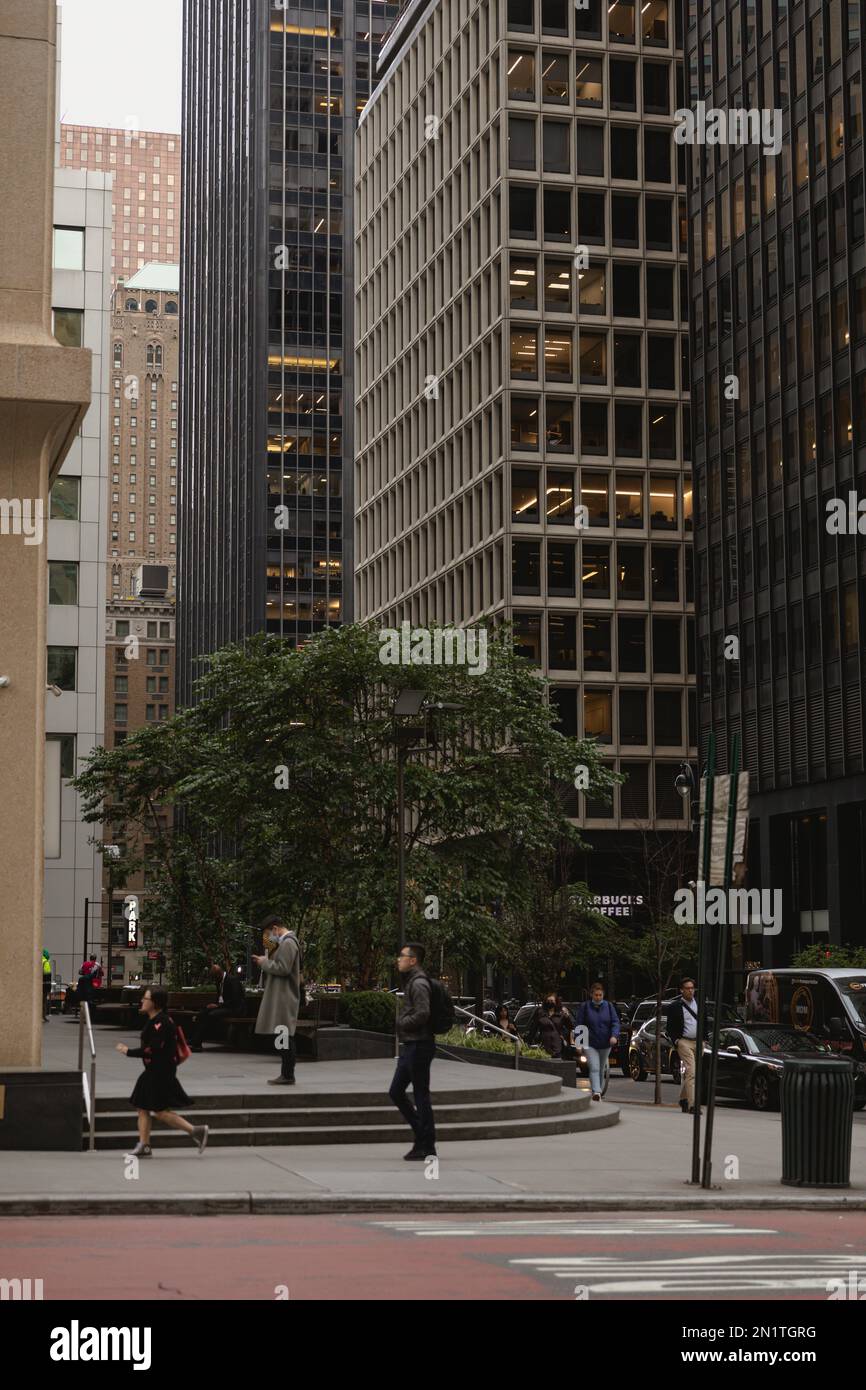 NEW YORK, USA - OCTOBER 11, 2022: Tree between buildings on urban ...