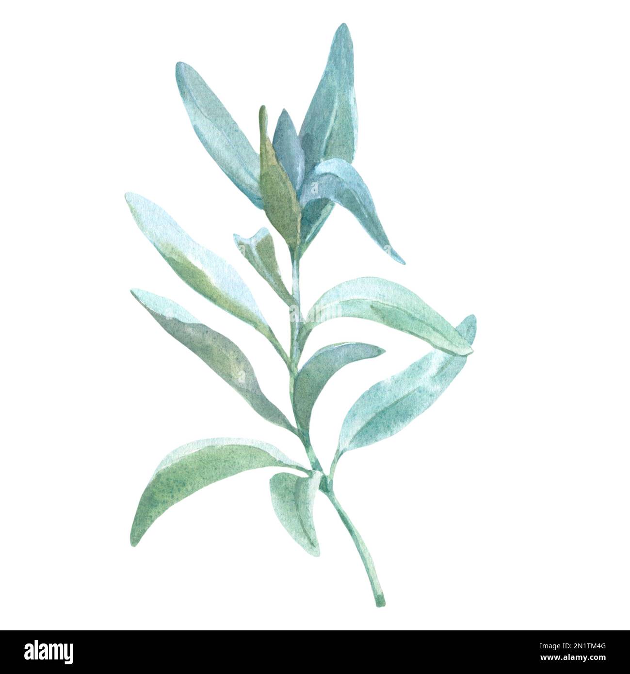 White sage watercolor herbal illustrations, botanical organic leaves ...
