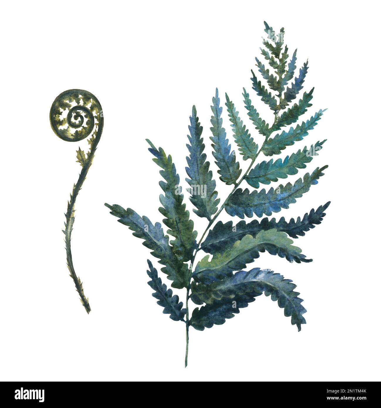 Fern painted with watercolors on white background. Green forest plants ...
