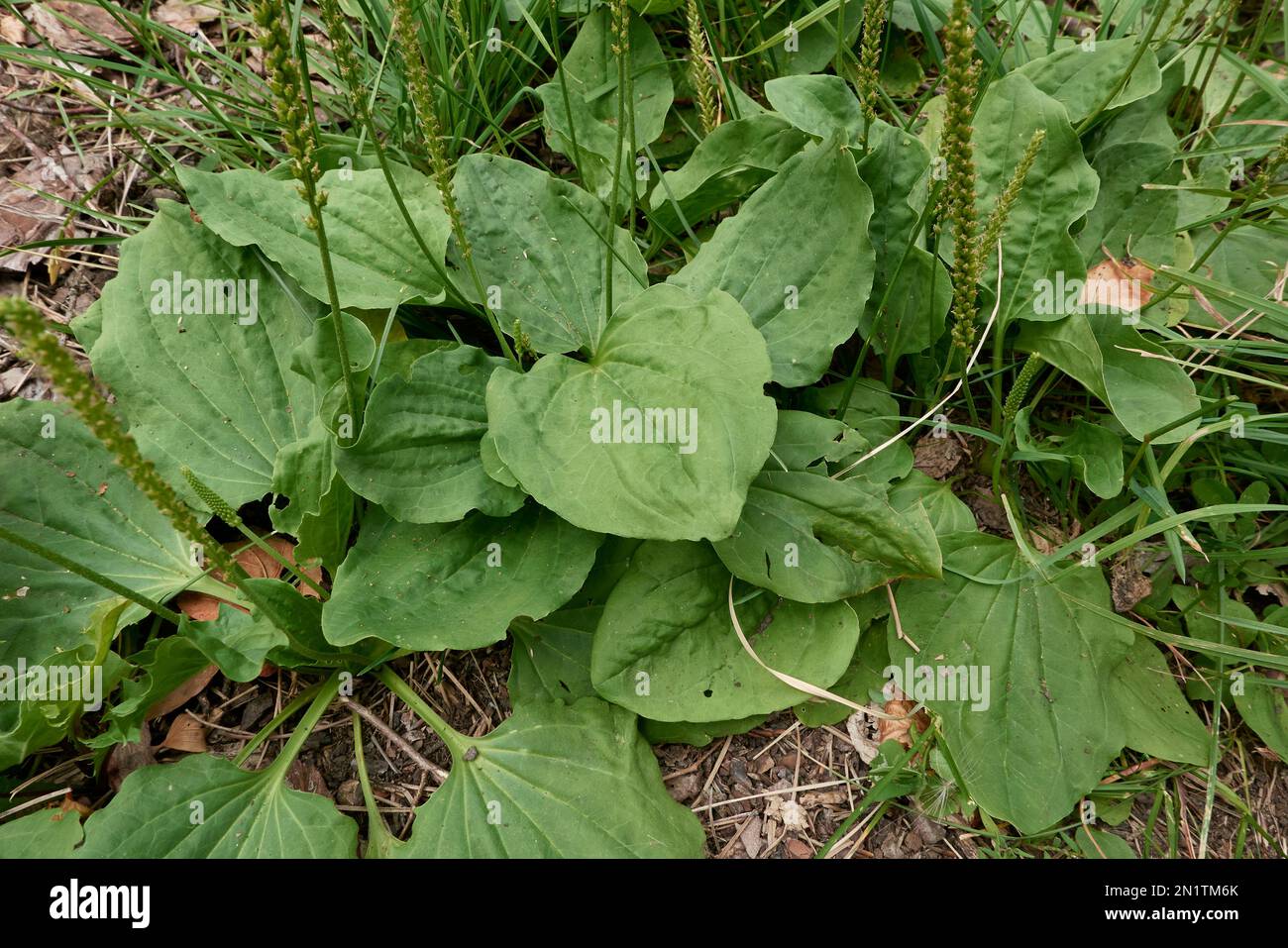 Plantago major greater close hi-res stock photography and images - Alamy