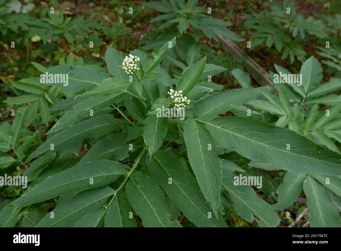 Sambucus ebulus shrub in bloom Stock Photo - Alamy