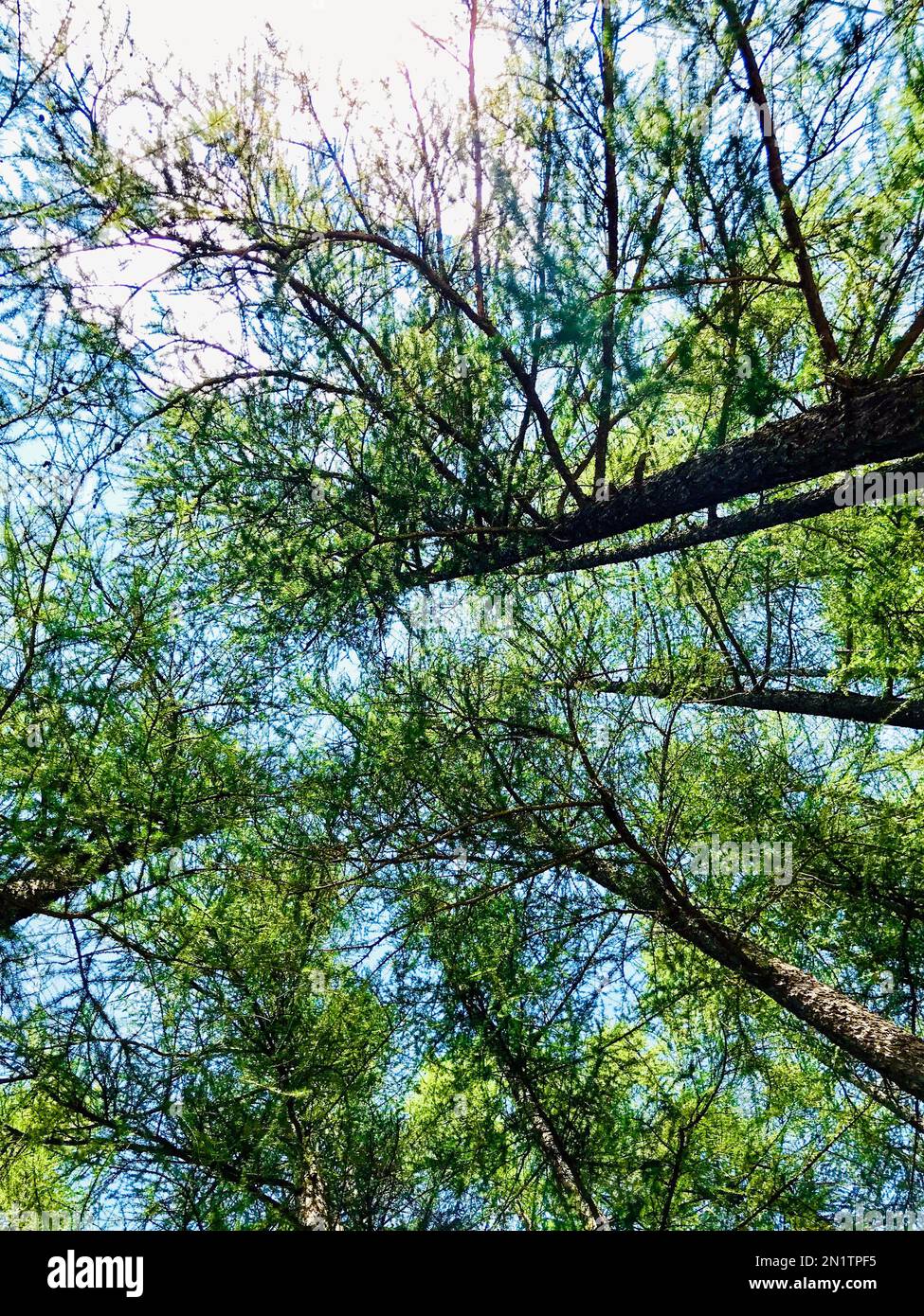 A vertical low angle shot of tall bright green trees in a lush forest ...