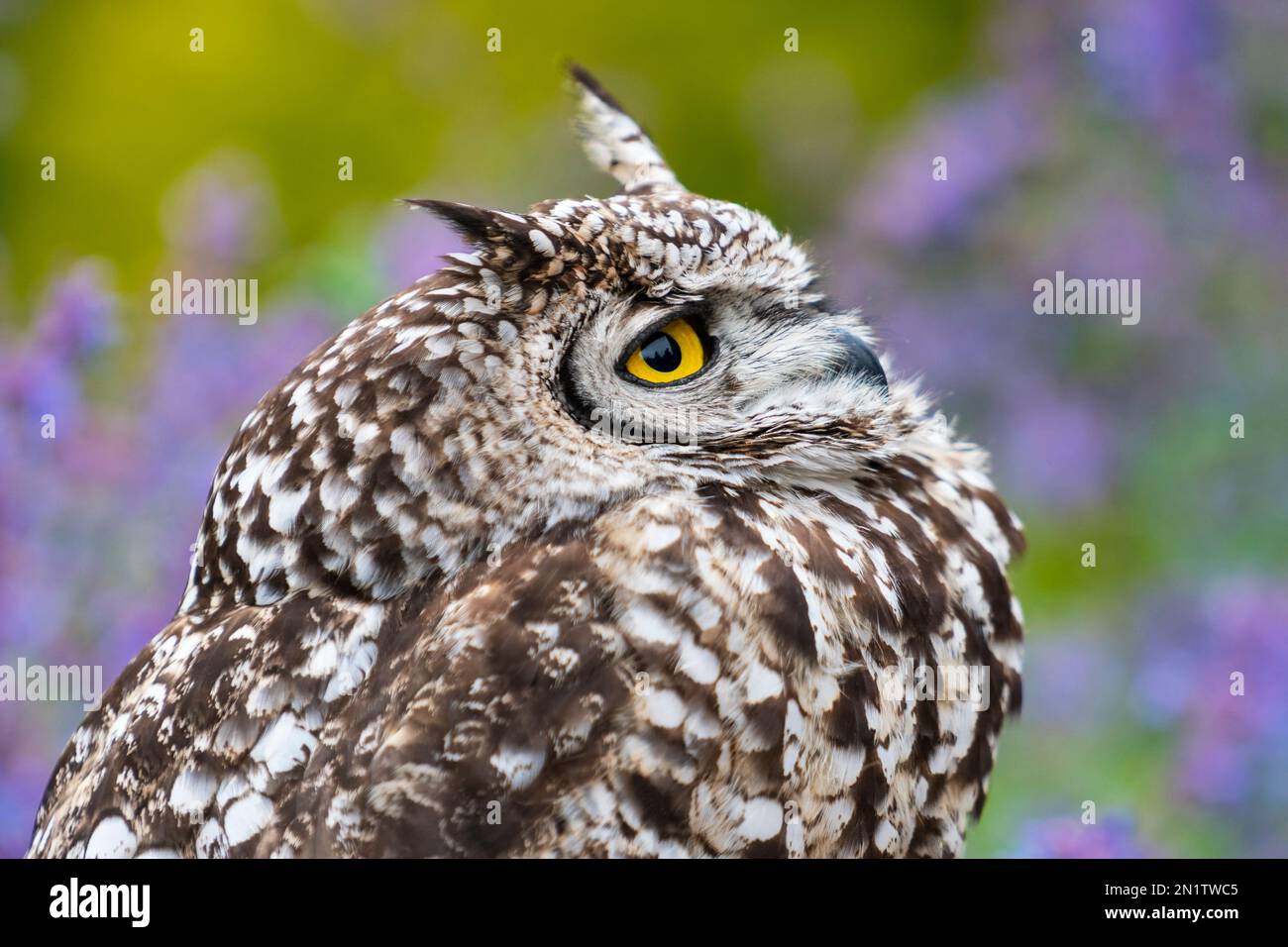 African Spotted Eagle Owl on display Stock Photo - Alamy