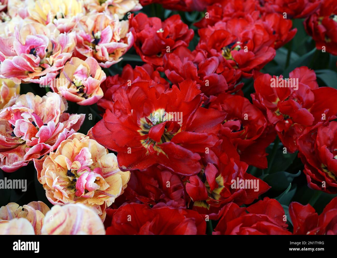 Double tulips at the end of their blooming period. Red and pink ...