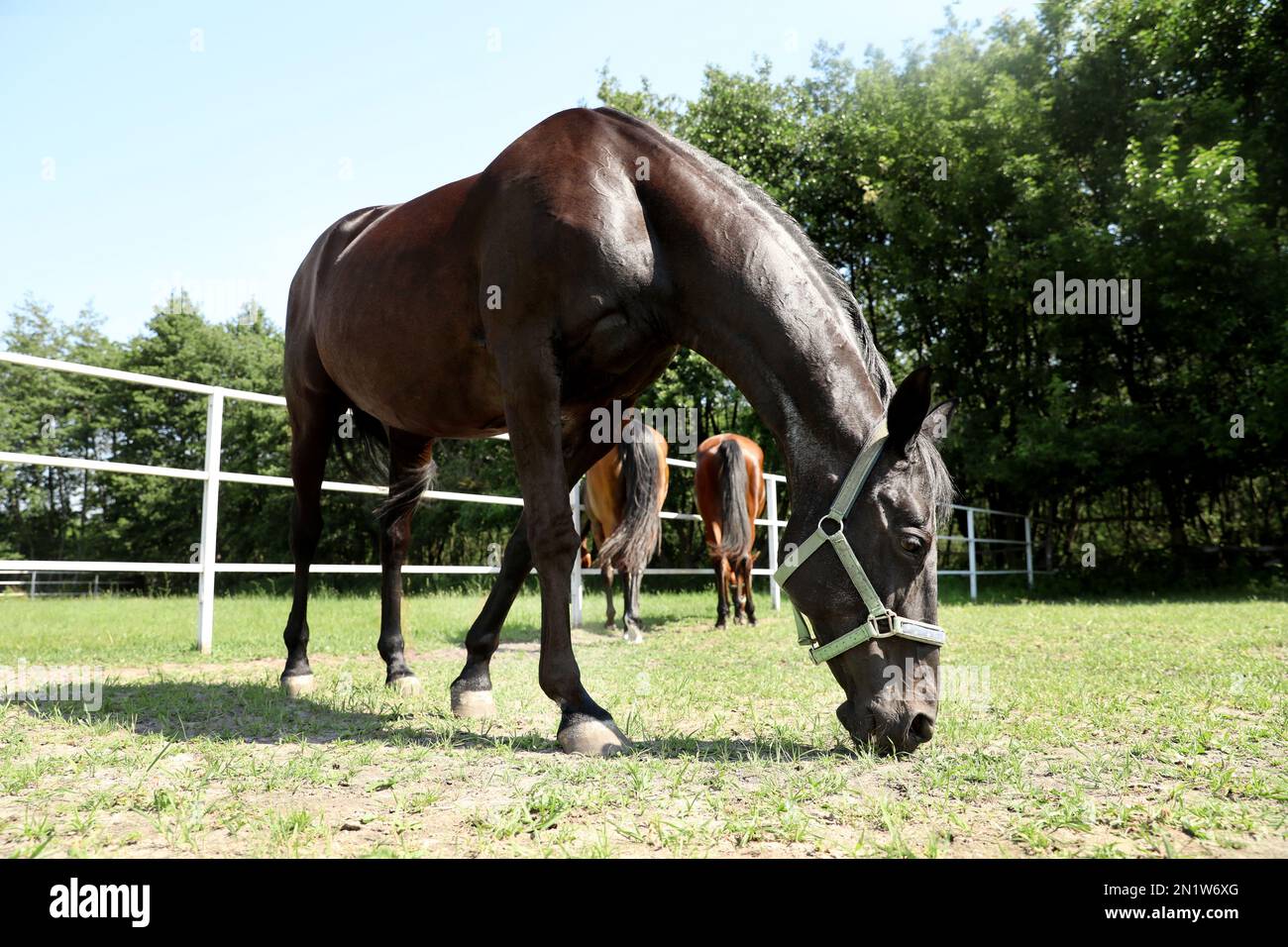 Dark bay horse in paddock on sunny day. Beautiful pet Stock Photo - Alamy
