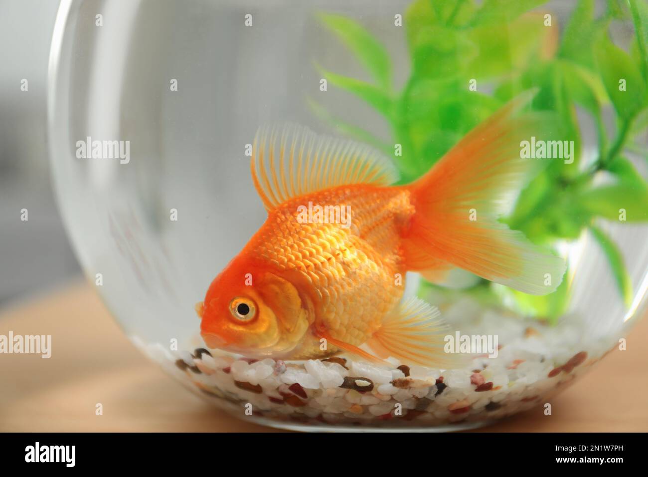 Beautiful bright small goldfish in round glass aquarium, closeup Stock ...