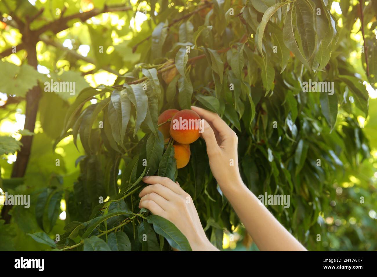 Woman farmer picking peaches hi-res stock photography and images - Alamy