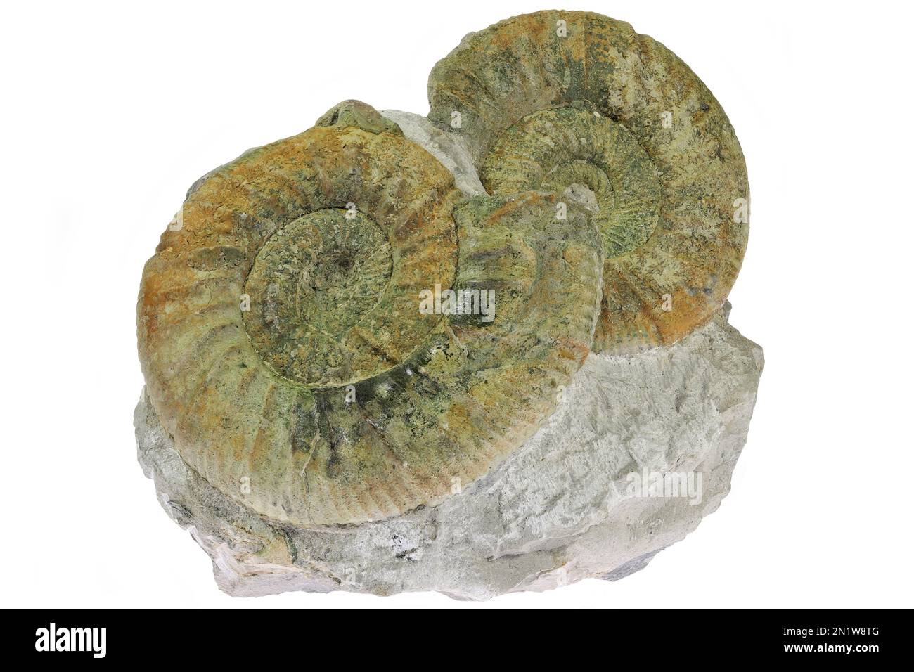 ammonites (Orthosphinctes sp) from Endress quarry, Grünberg, Germany ...