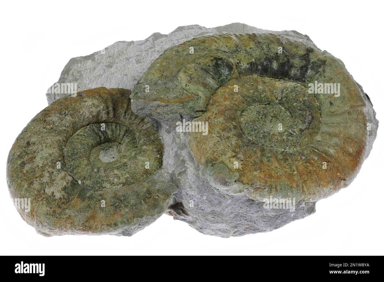 ammonites (Orthosphinctes sp) from Endress quarry, Grünberg, Germany ...