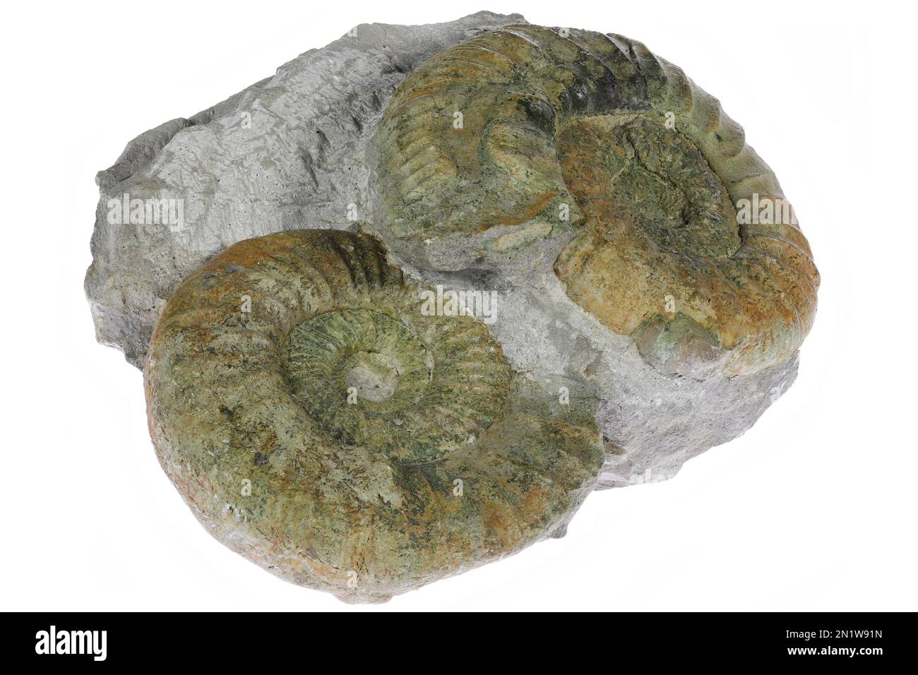 ammonites (Orthosphinctes sp) from Endress quarry, Grünberg, Germany ...
