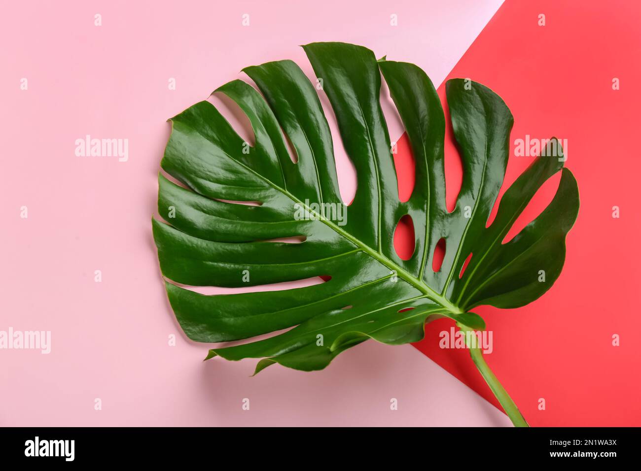 Beautiful monstera leaf on color background, top view. Tropical plant ...