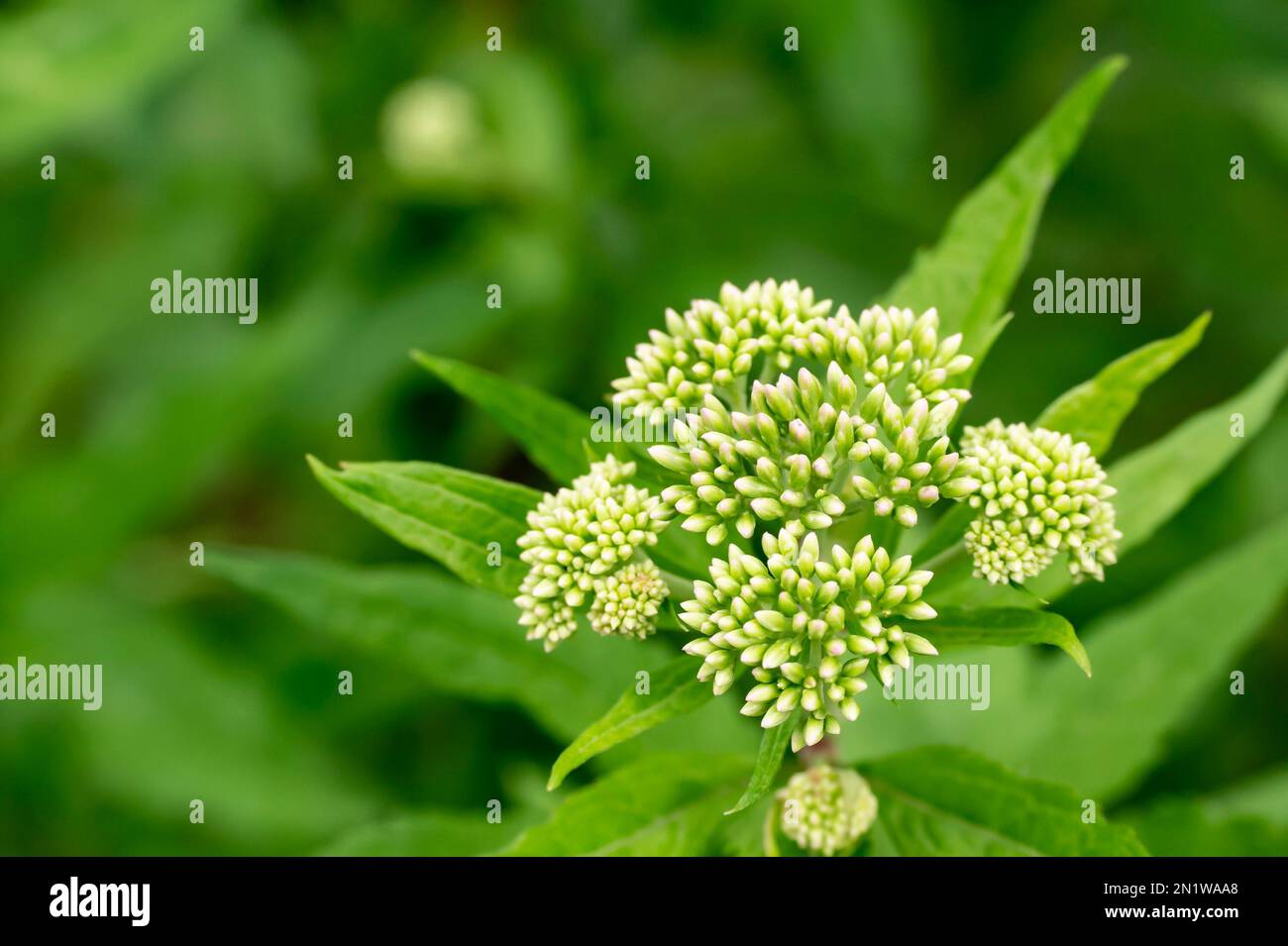 Holy rope hi-res stock photography and images - Alamy