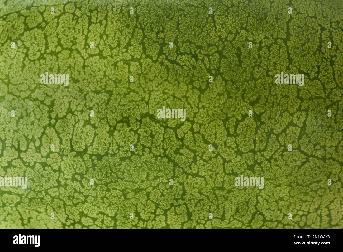 Delicious ripe Charleston grey watermelon as background, closeup Stock ...
