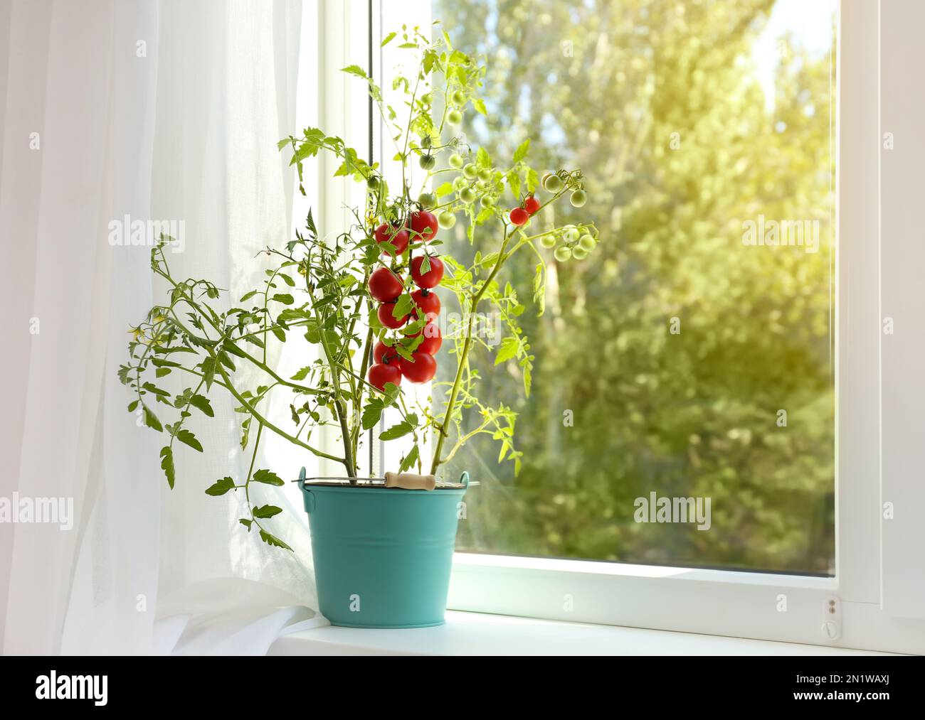 Tomato plant in bucket on window sill indoors. Space for text Stock ...