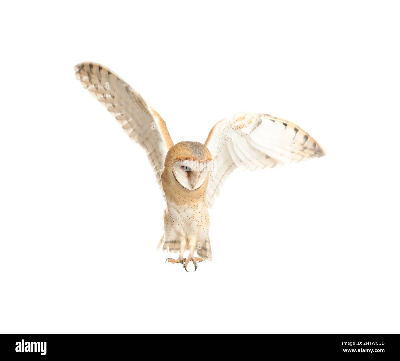 Beautiful common barn owl flying on white background Stock Photo - Alamy