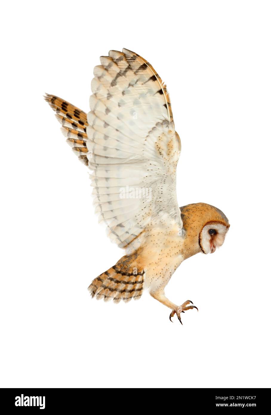 Beautiful common barn owl flying on white background Stock Photo - Alamy