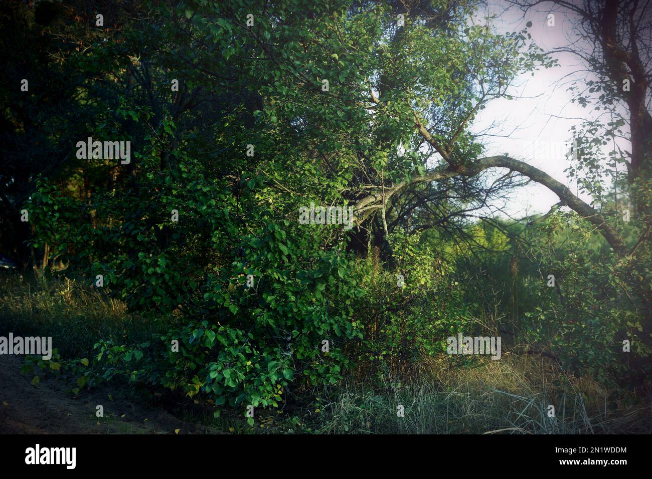 Young twisted tree growing outdoors. Fantasy forest Stock Photo - Alamy