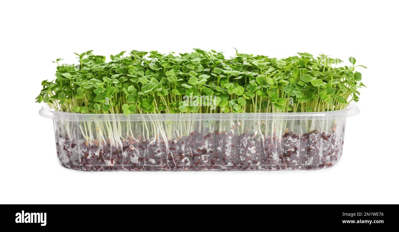 Fresh organic microgreens in plastic container on white background Stock Photo - Alamy