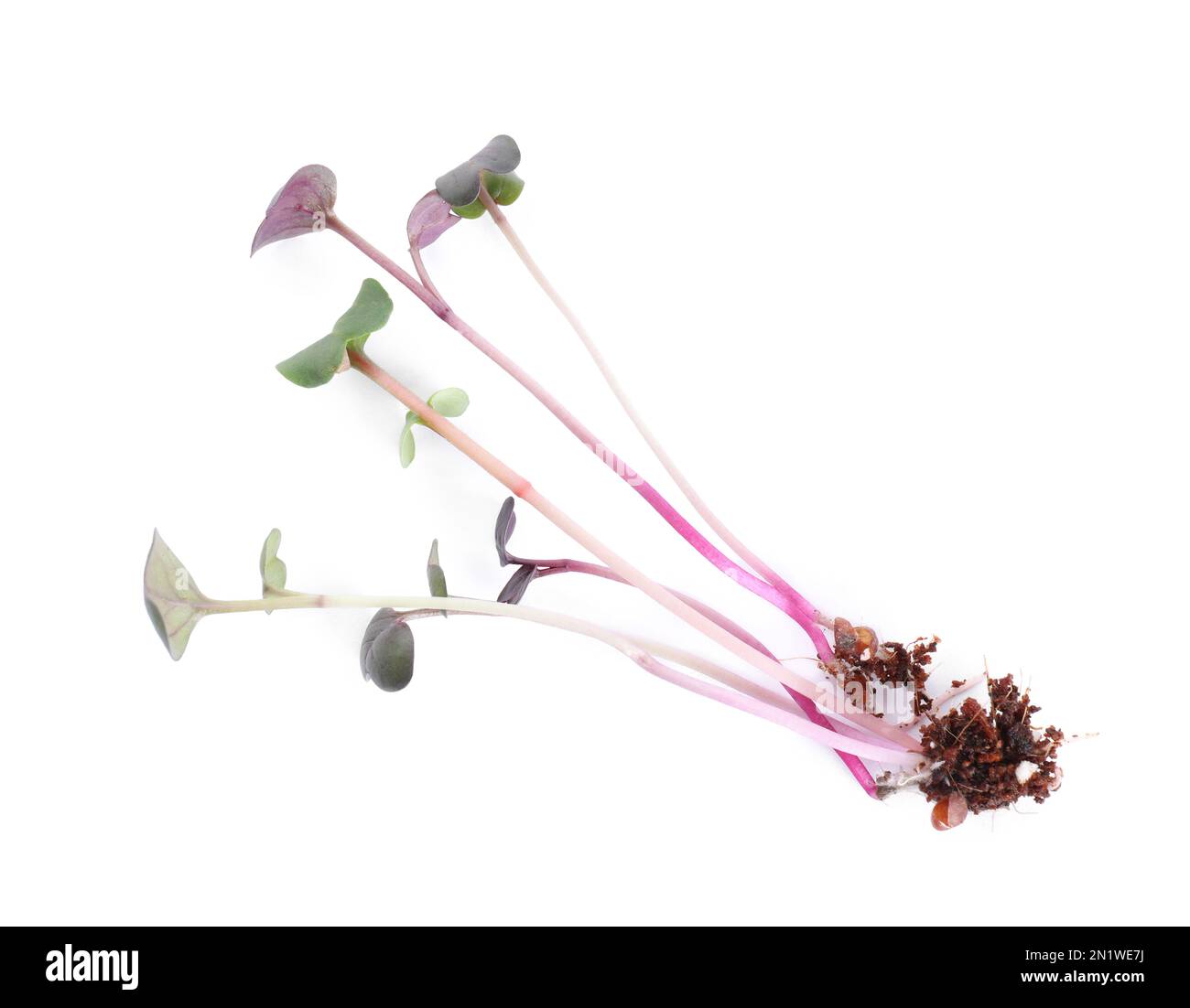 Raw sprouts microgreens on Cut Out Stock Images & Pictures - Alamy
