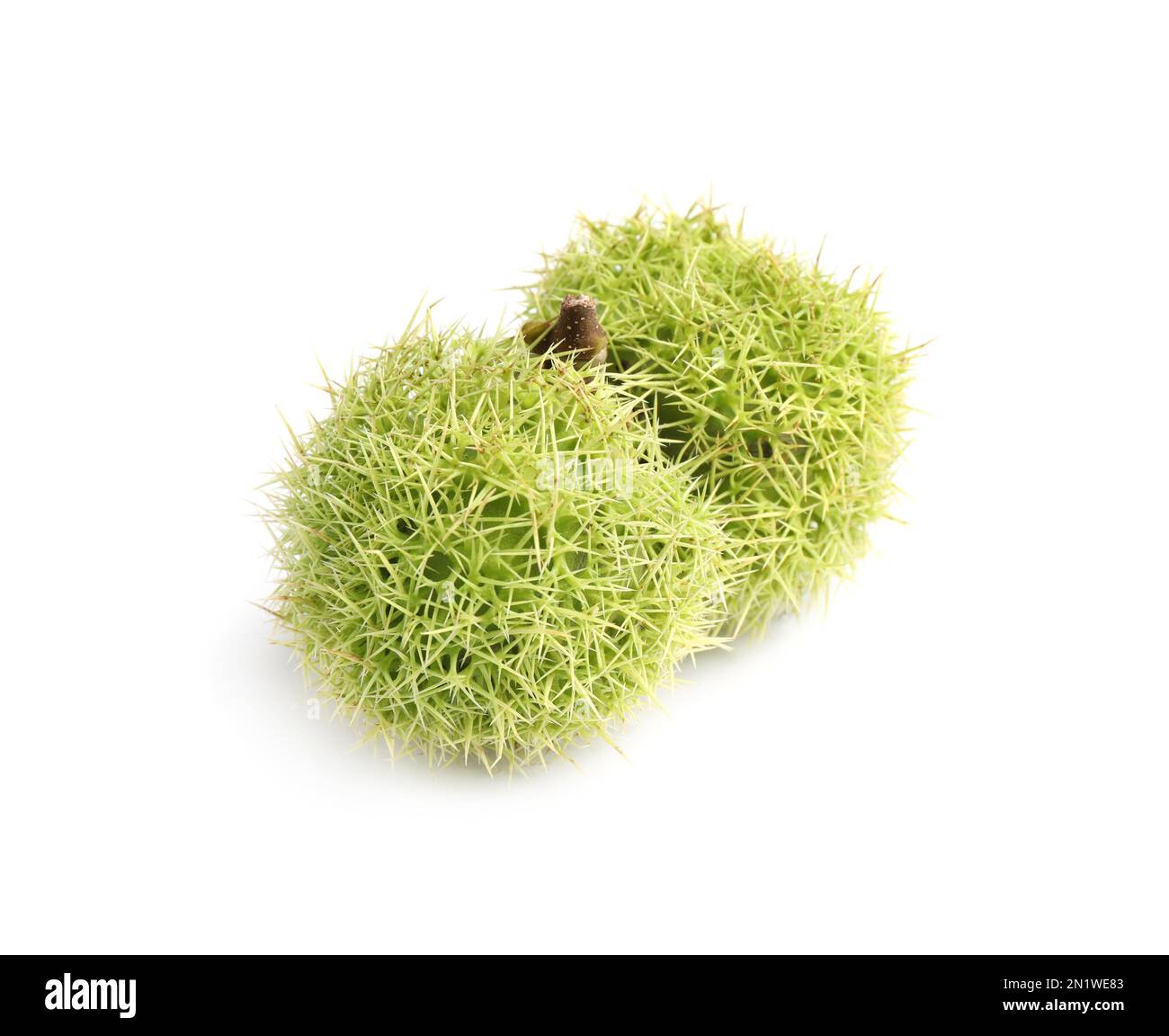 Fresh sweet edible chestnuts in green husk on white background Stock ...