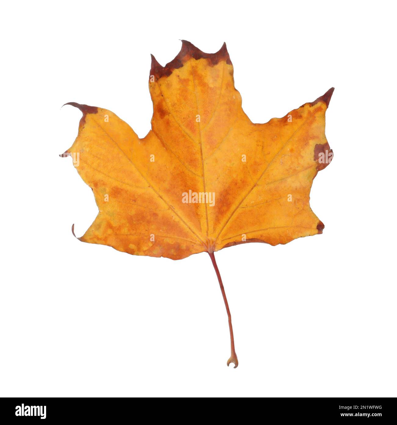 Autumn foliage maple on modern Cut Out Stock Images & Pictures - Alamy