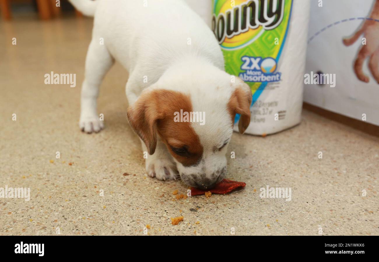 Bounty paper towels celebrates DOGust the First, the universal birthday ...