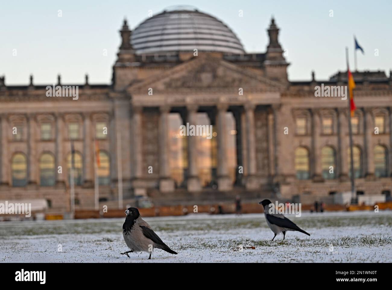Berlin, Germany. 06th Feb, 2023. Two crows are on the lawn in front of ...