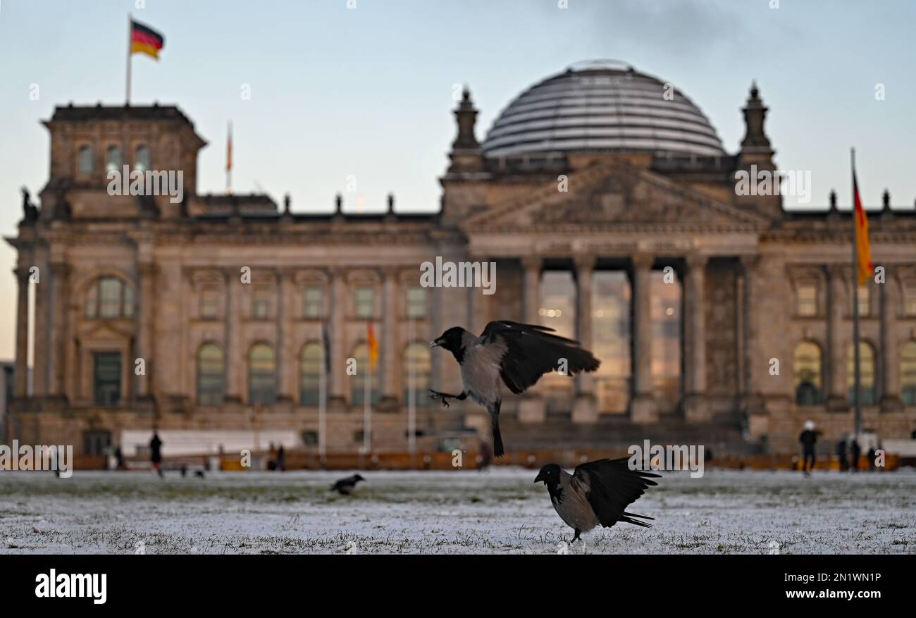 Berlin, Germany. 06th Feb, 2023. Two crows are on the lawn in front of ...