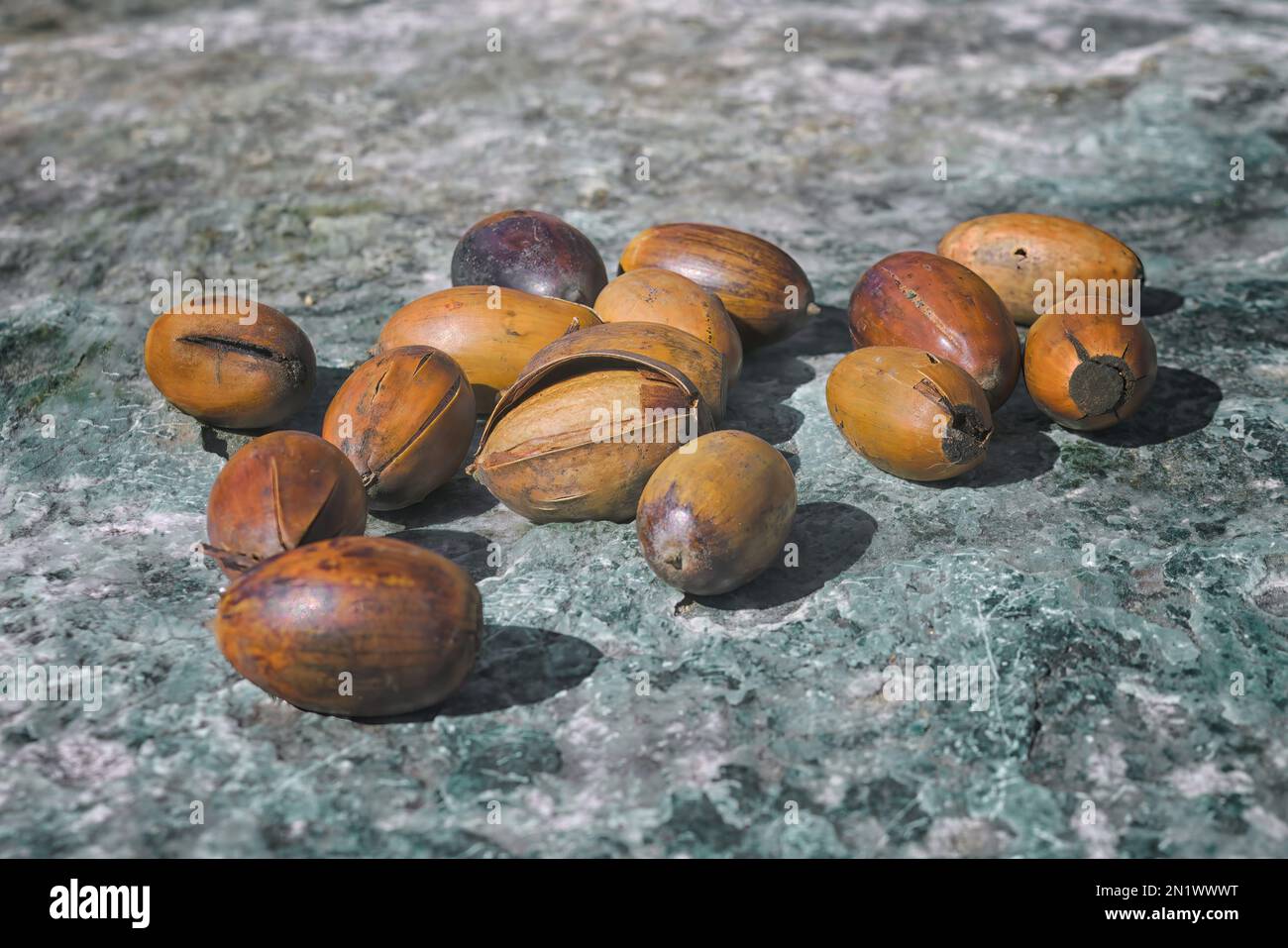 Dried acorns. A bunch of dry oak acorns on the background of a stone ...