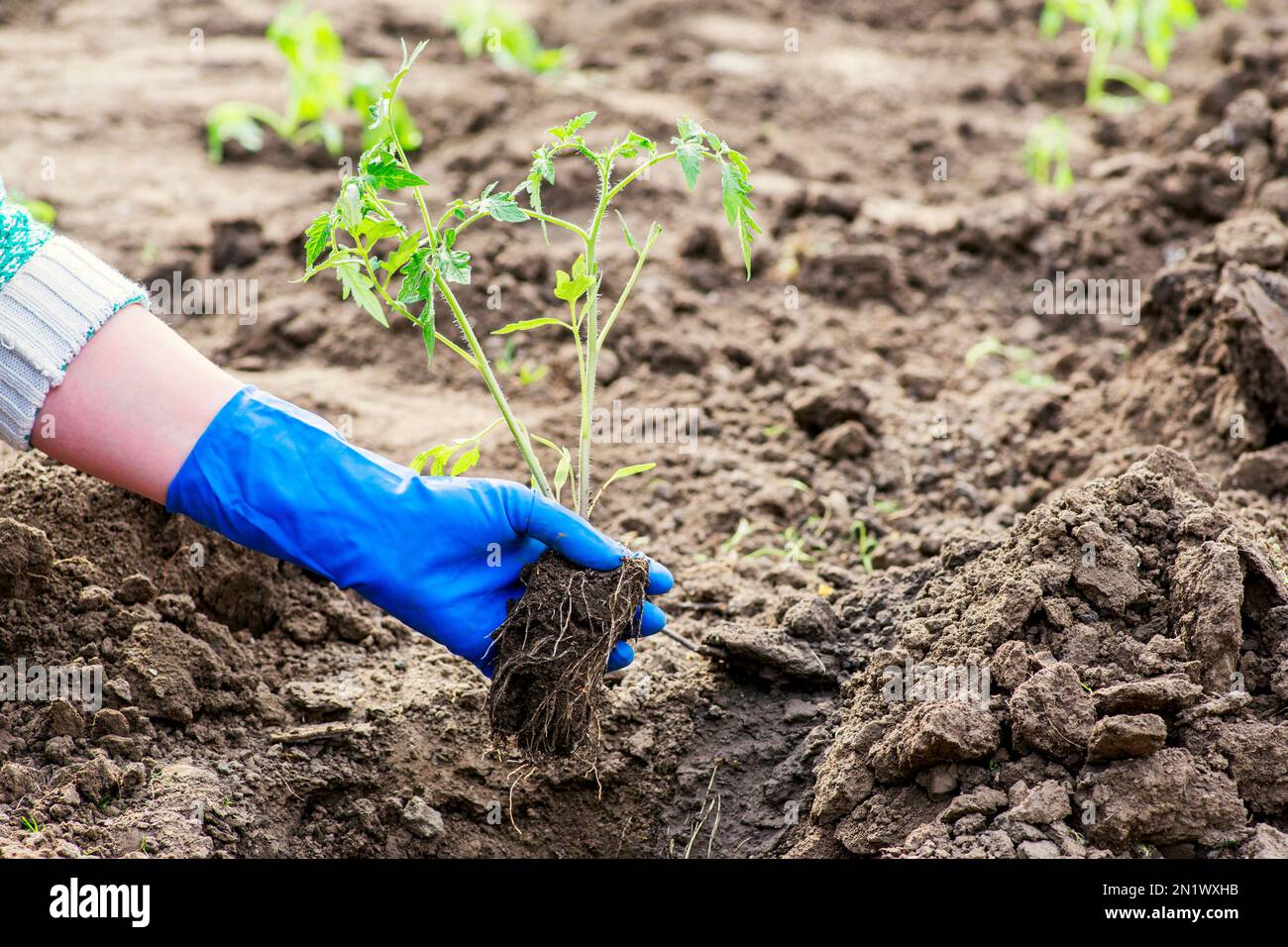 Woman planting a tomato seedling in the vegetable garden. Planting a ...