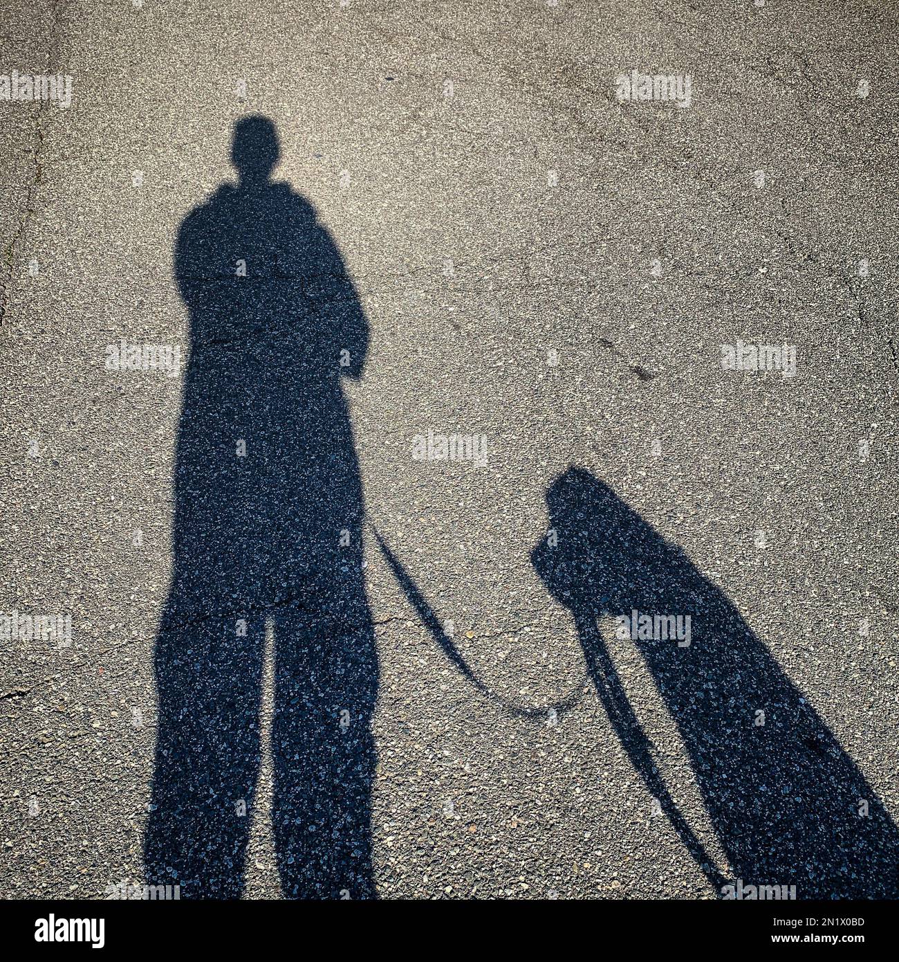 Shadow of dog owner and dog with dog holding leash Stock Photo - Alamy