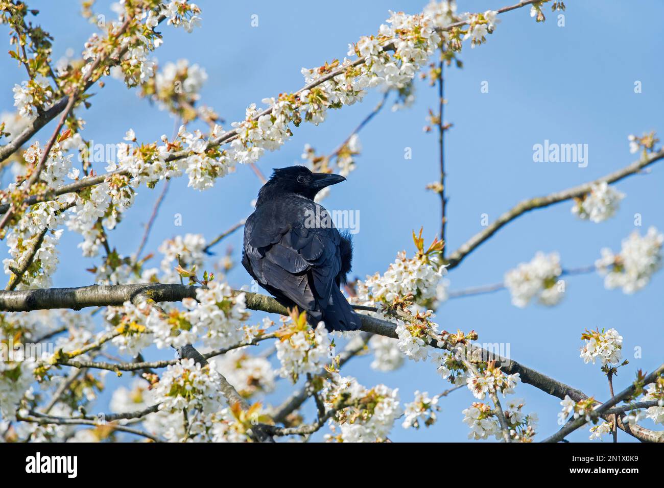 Carrion crow (Corvus corone) perched in flowering apple tree in orchard ...