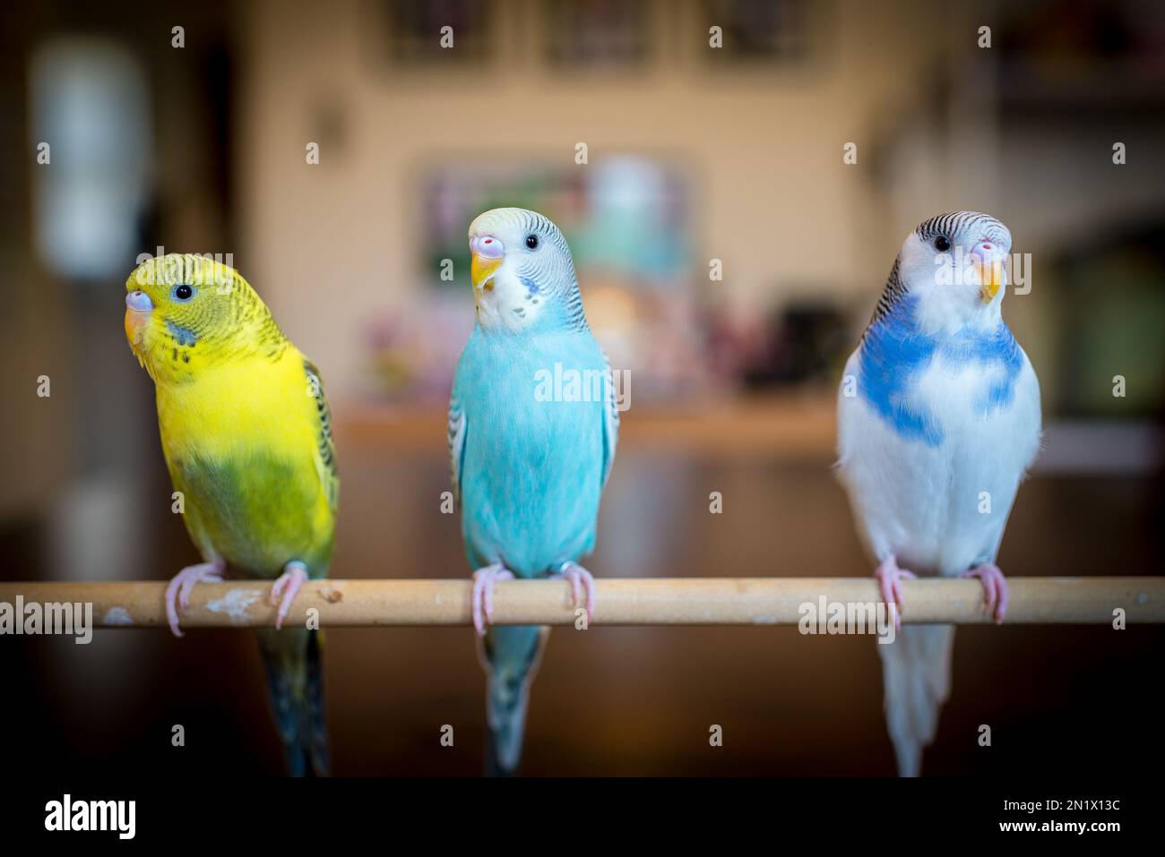 Three parakeets on a stick in the house Stock Photo - Alamy