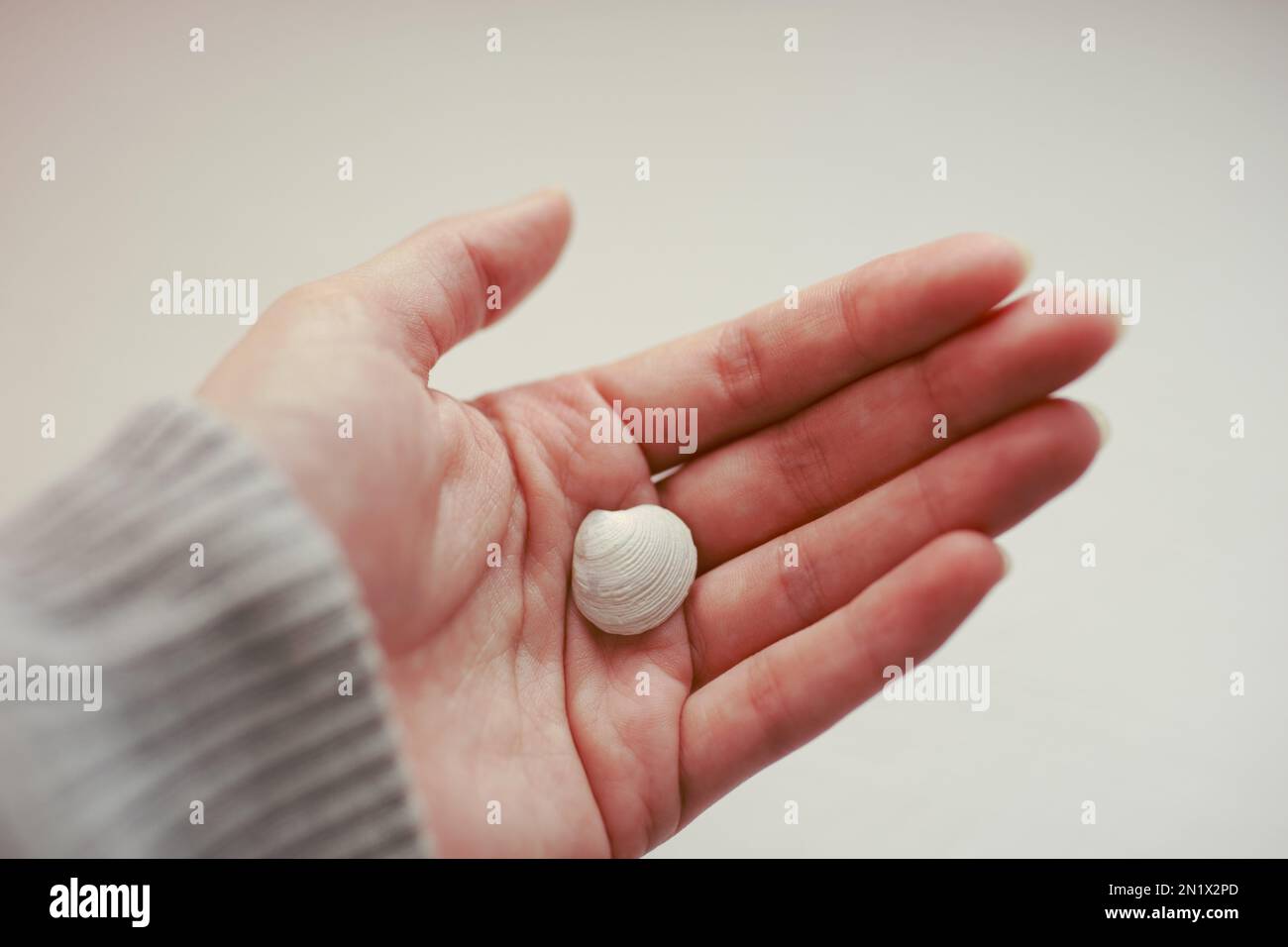 White snail shell in female human palm Stock Photo - Alamy
