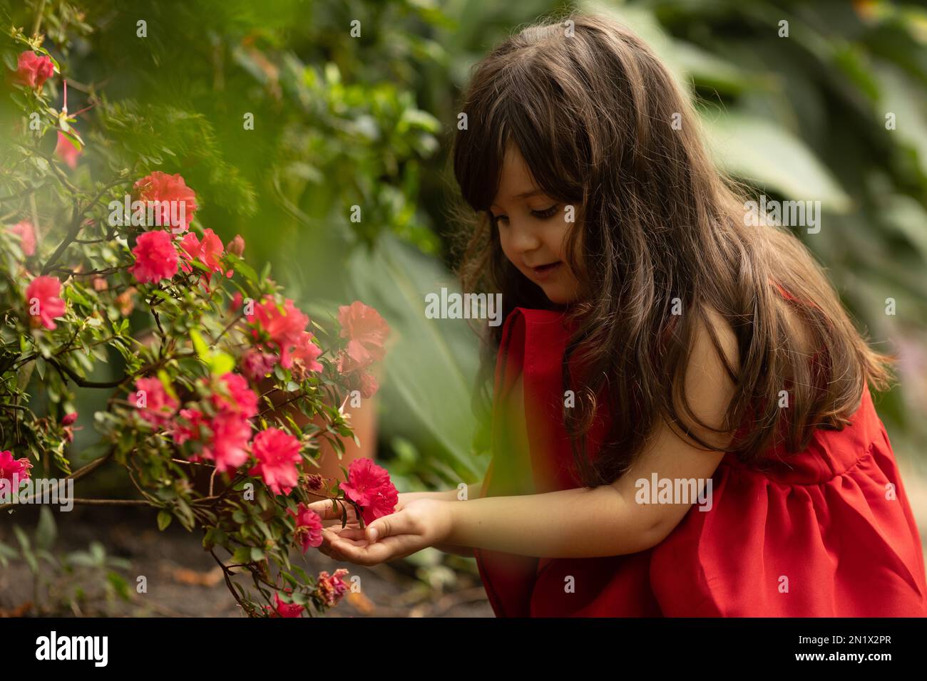 cute brunette girl in a red dress walks in summer among palm trees in ...