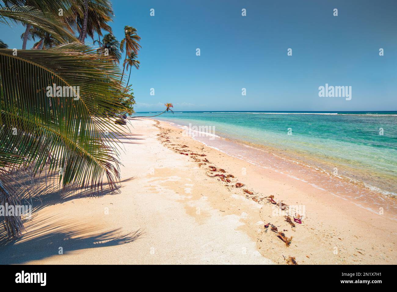 Sunny tropical Caribbean Island Tobago. Coconut palm trees, white sand ...
