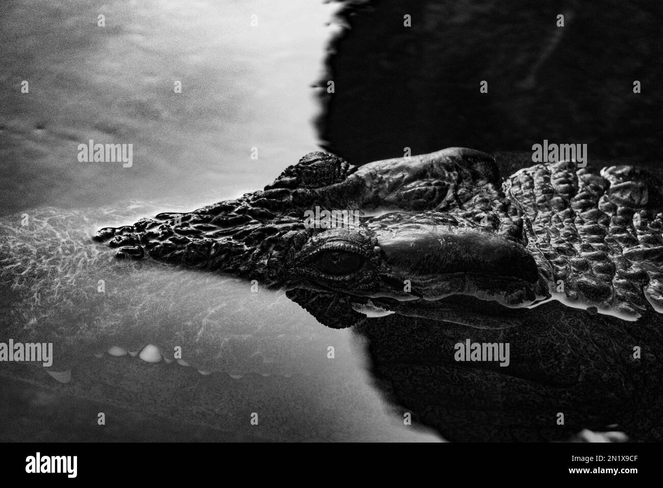 Swimming under Black and White Stock Photos & Images - Alamy