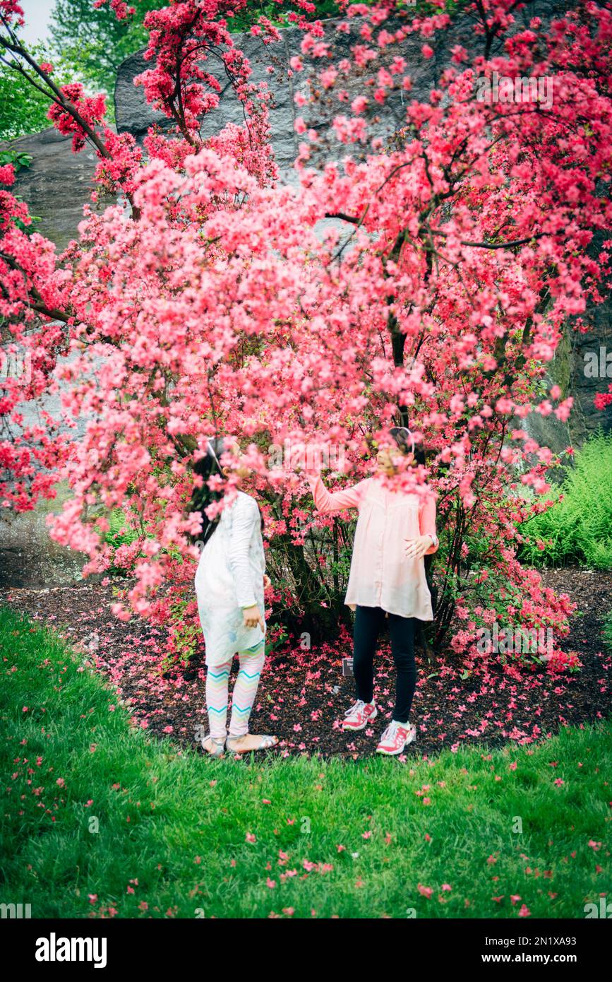 Two young asian girls standing under azalea treen in a garden in spring ...