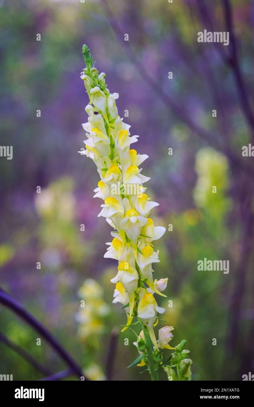 Yellow flowers of common toadflax latin Linaria vulgaris yellow ...
