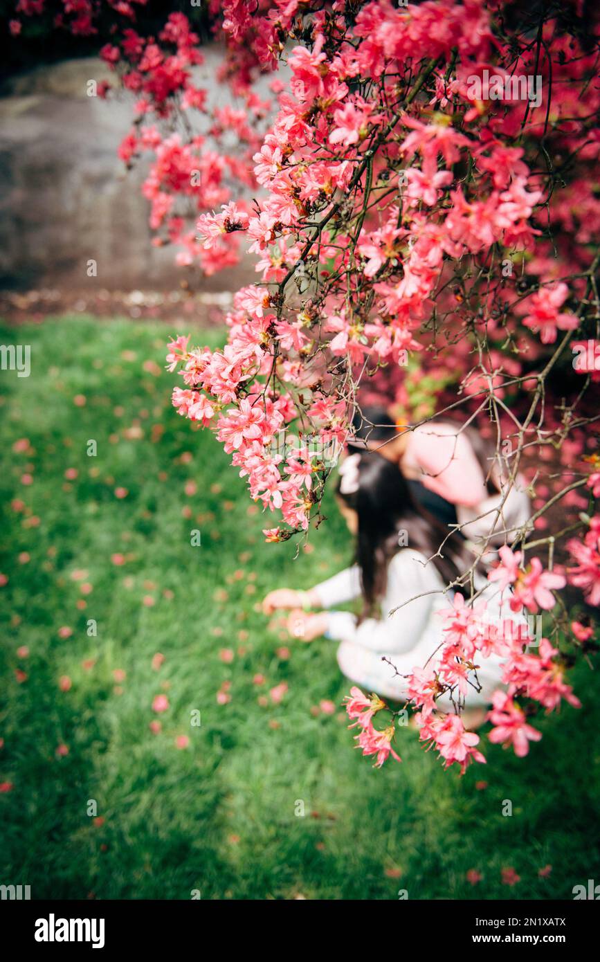 Two young asian girls playing under azalea tree in spring Stock Photo ...