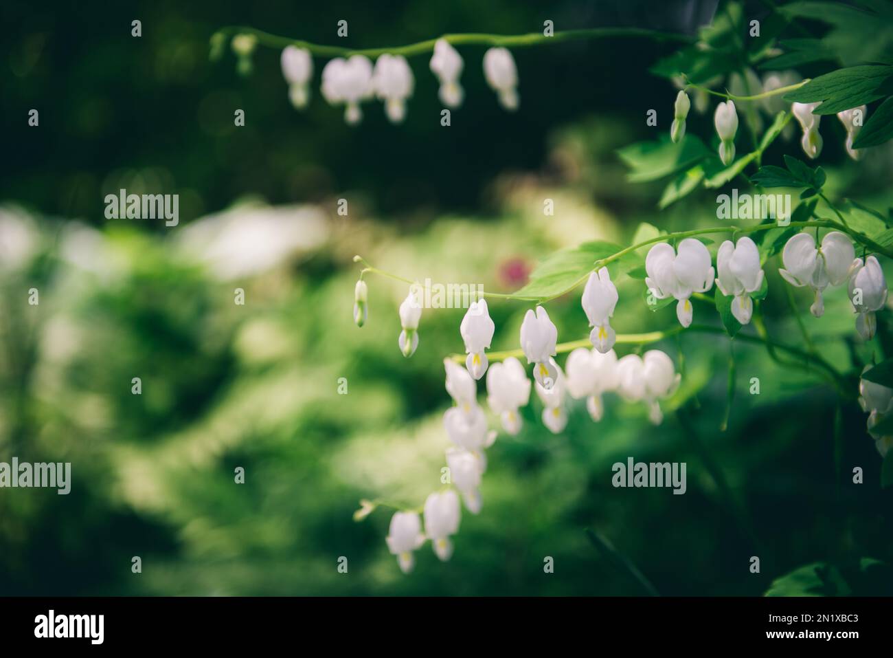 Bleeding heart tree hi-res stock photography and images - Alamy