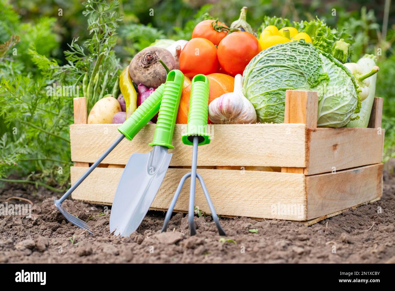 Fresh organic vegetables in a wooden box and garden tool Stock Photo ...