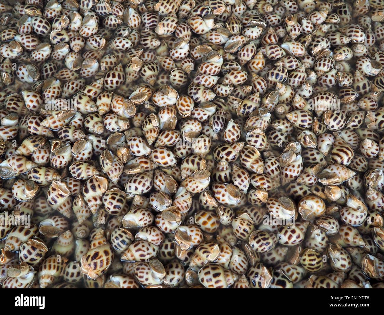 A top view of a background with fresh sea snails with their shells ...