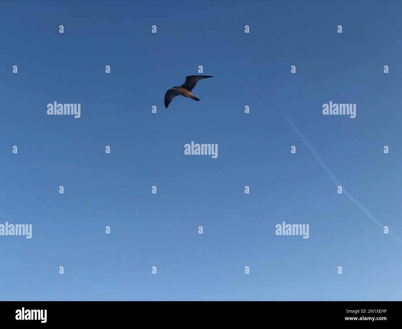 A bird in flight captured in Cape Canaveral, Florida Stock Photo - Alamy